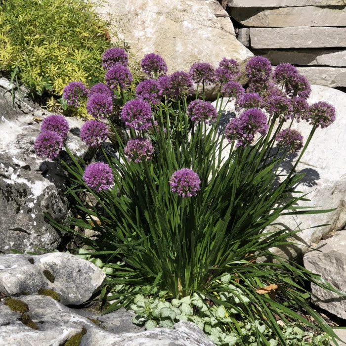 Allium millenium store